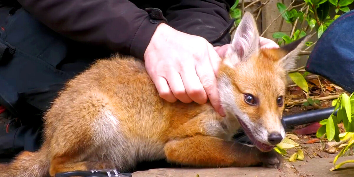 Tangled Baby Fox Calms Down For His Rescuer - Videos - The Dodo