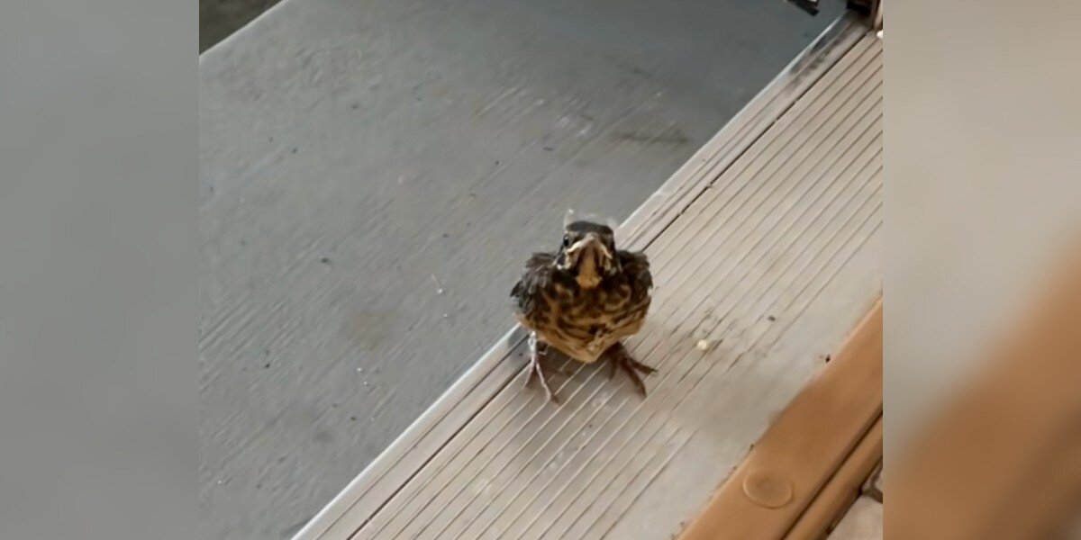 Grumpy Baby Can't Believe It Took Hours For Someone To Notice Him In ...