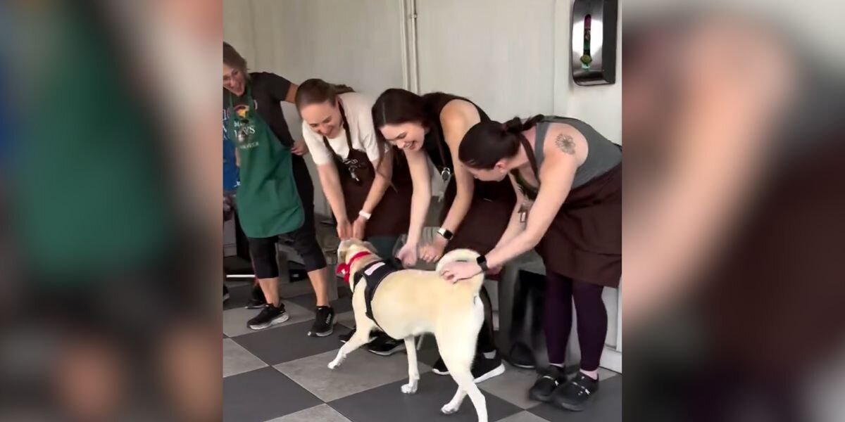 Overlooked Shelter Pup Loses It When She Realizes Goodbye Party Is For Her - The Dodo
