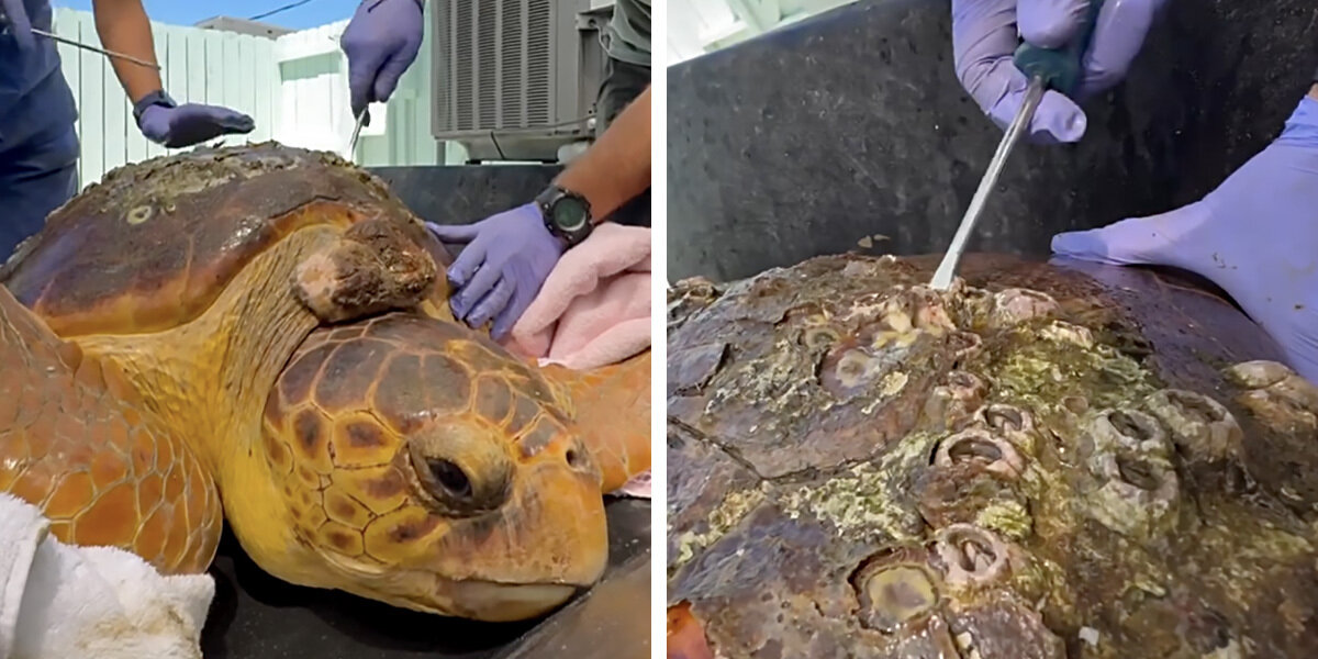 Rescuers Pry Barnacles Off Sea Turtle, Giving Her A Life-Changing ...