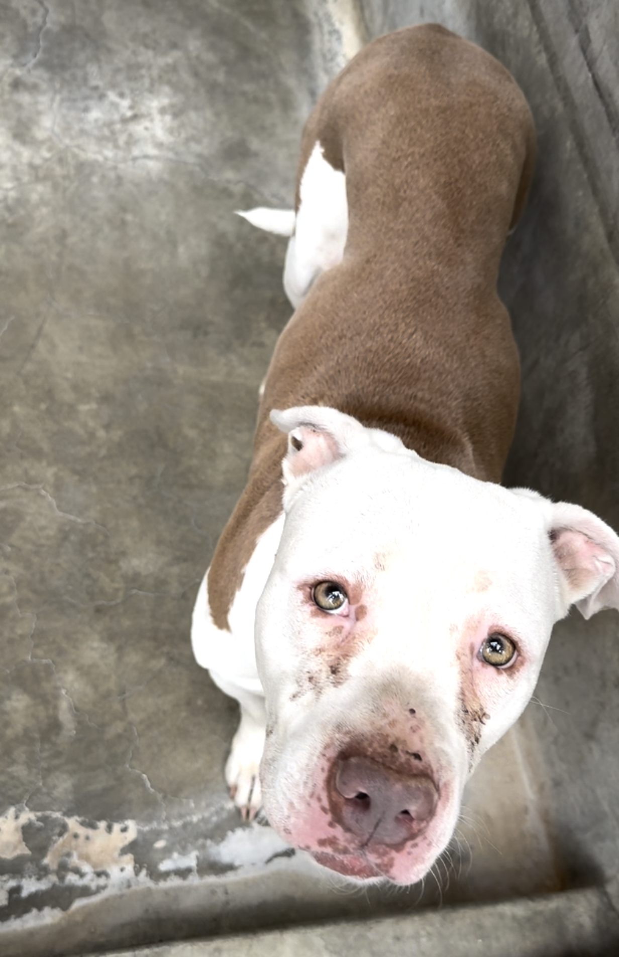 'Crying' Shelter Dog's Quiet Whimpers Stop Volunteer In Her Tracks ...