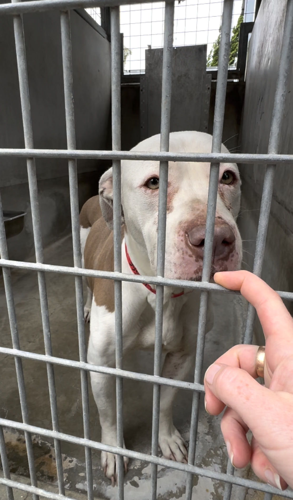 'Crying' Shelter Dog's Quiet Whimpers Stop Volunteer In Her Tracks ...