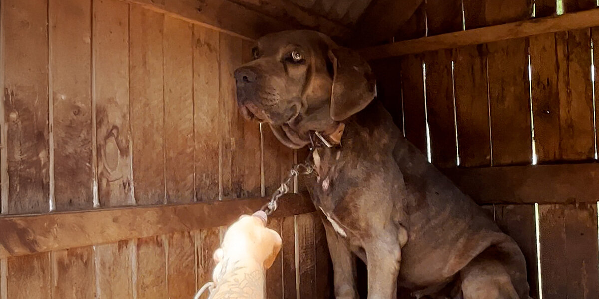 Dog Chained Up For Seven Years Gets All The Love Now - Videos - The Dodo