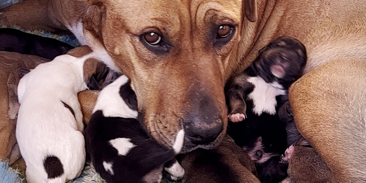 Mama Dog And Her Babies Get Rescued In The Middle Of The Desert ...