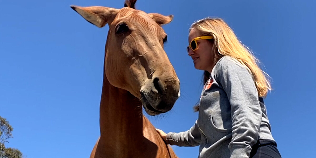 Woman Rescues A "Zorse" From Illegal Auction - Videos - The Dodo