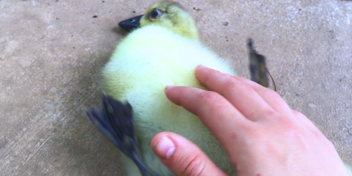 Baby Goose With Crooked Neck Finally Stands Up - Videos - The Dodo