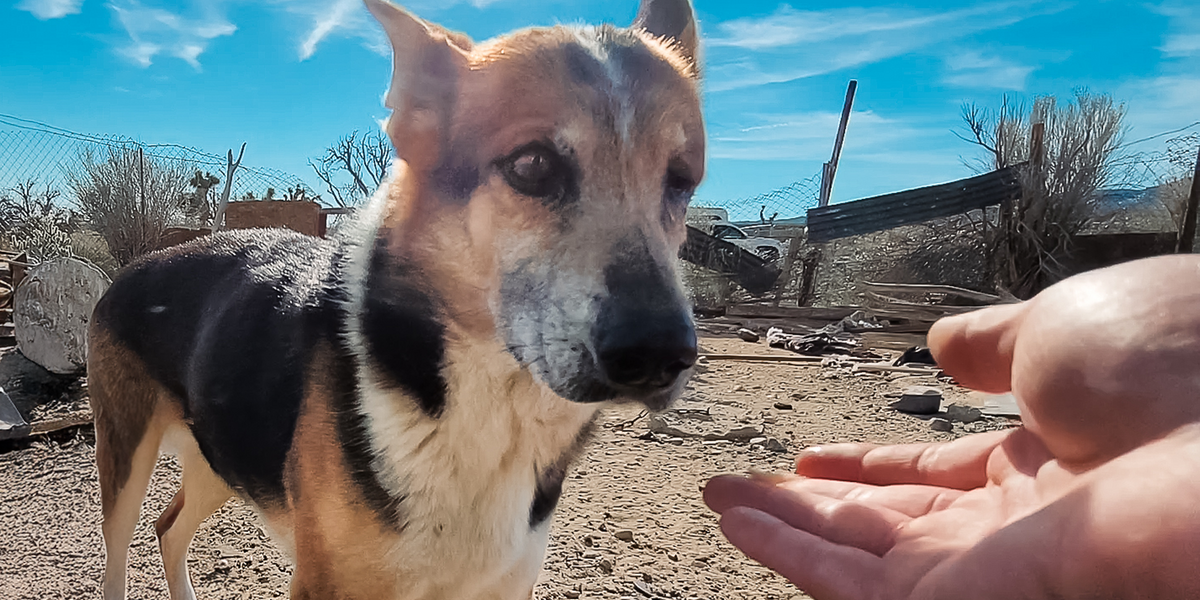 Man Spends A Year Earning a Stray Desert Dog’s Trust—But Then Saved An ...