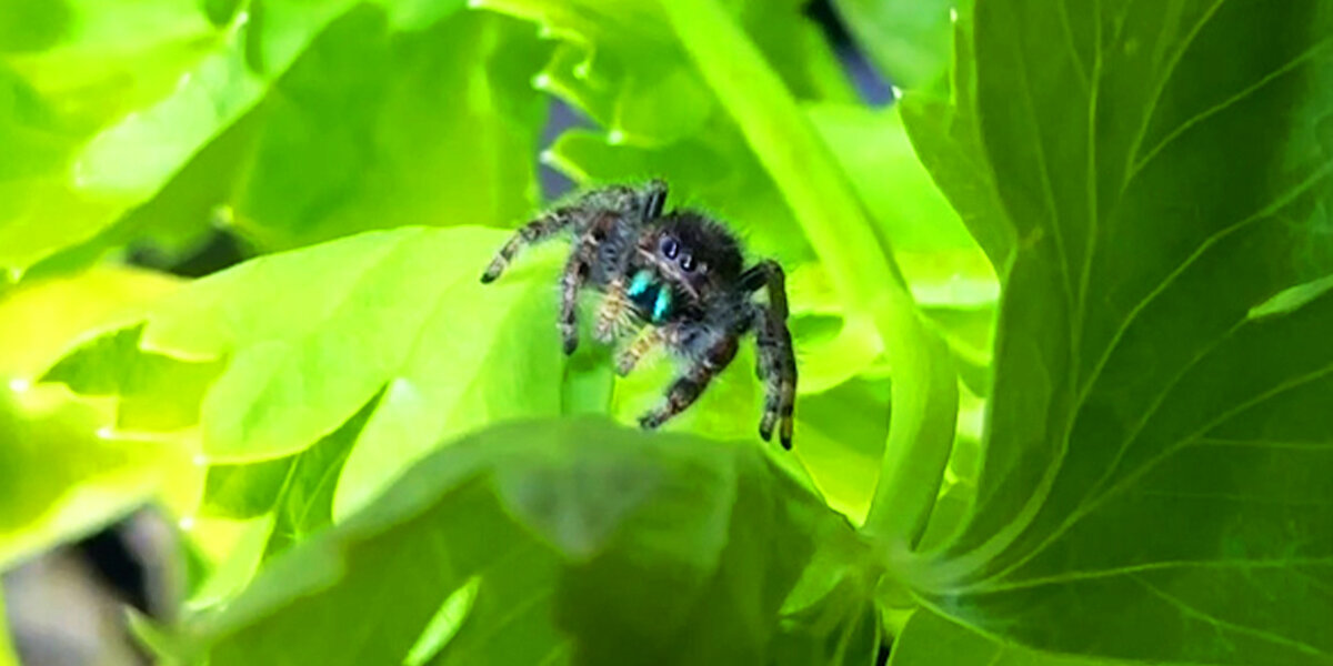 Tiny Spider Keeps Returning So She Built Him A Cozy Home - Videos - The ...