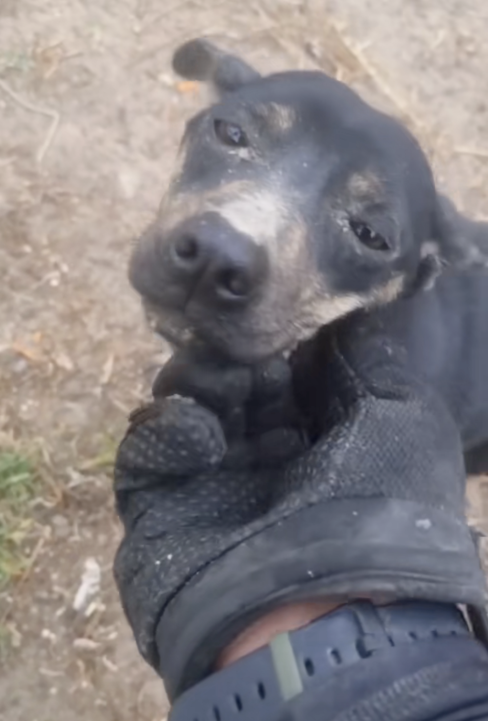 Cyclist Turns Into 'Angel' After Finding Dog Cowering In The Middle Of Nowhere - The Dodo