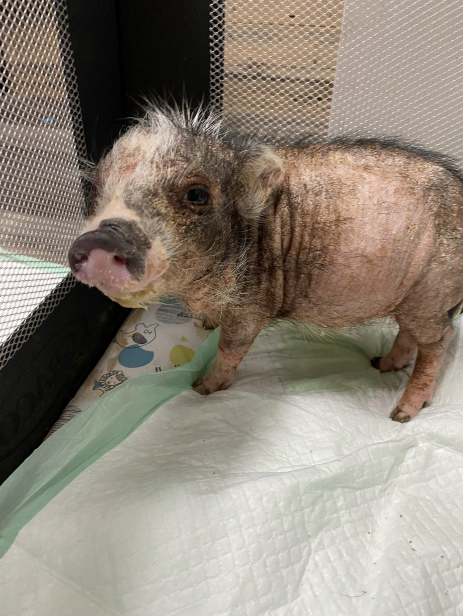 Hairless Baby Rescued From Dark Basement Transforms Into Furry, Happy ...