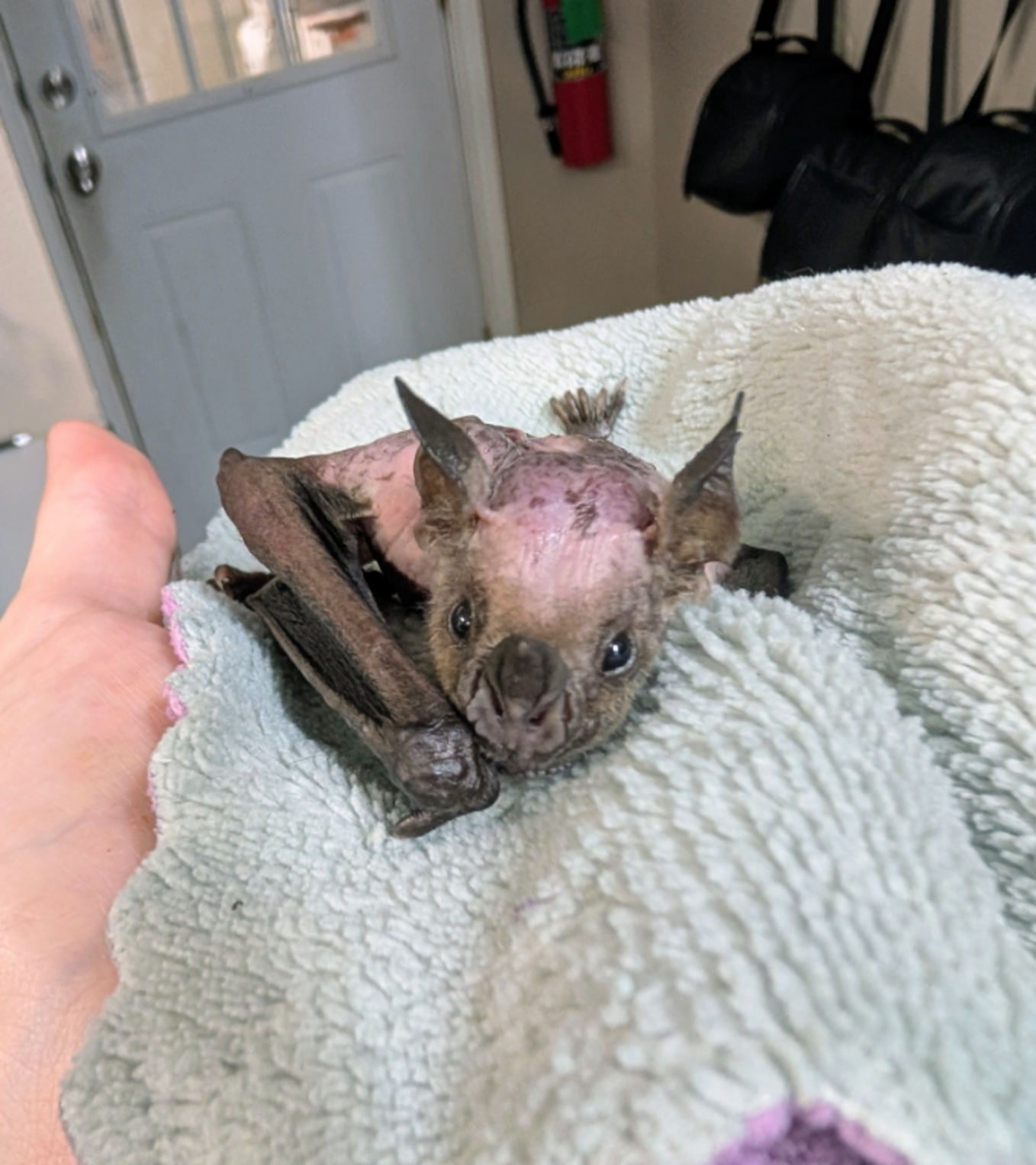 20-Year-Old Lab Bat Turns Into An Excited Puppy During Her Daily ...