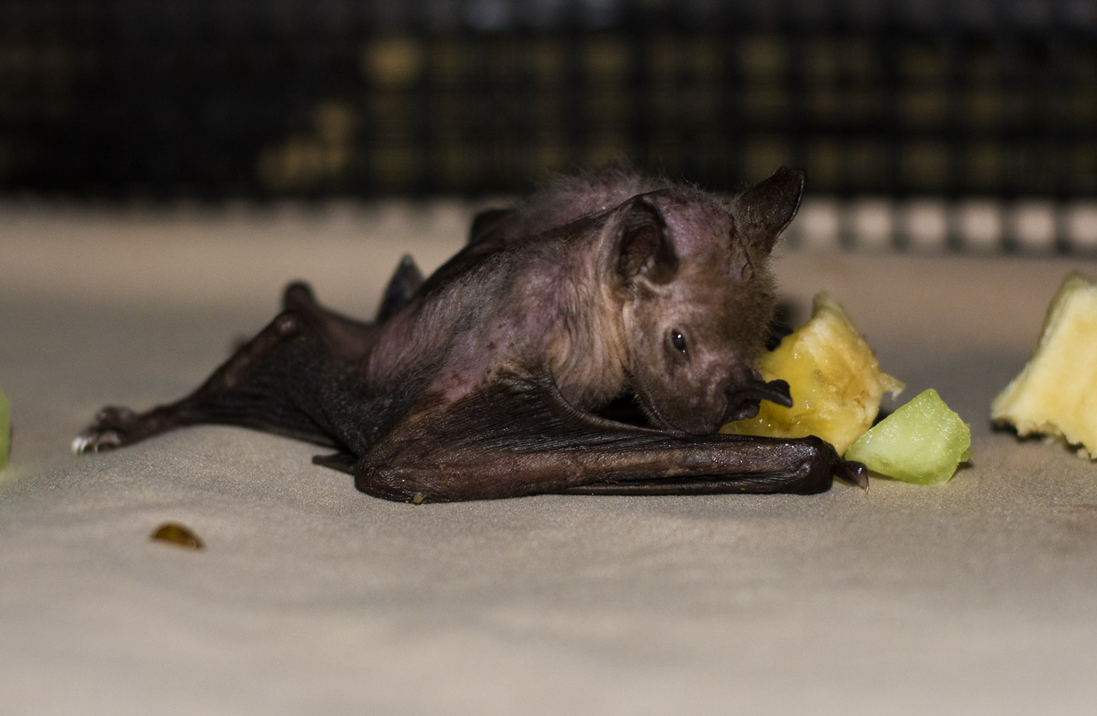 20-Year-Old Lab Bat Turns Into An Excited Puppy During Her Daily ...
