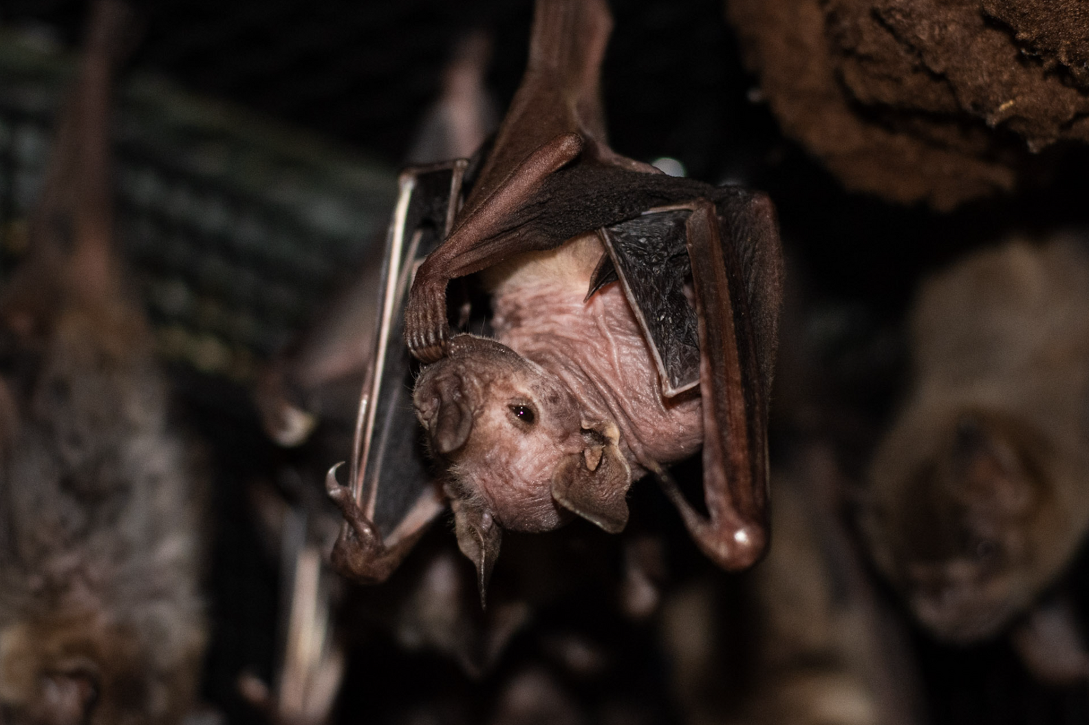 20-Year-Old Lab Bat Turns Into An Excited Puppy During Her Daily ...