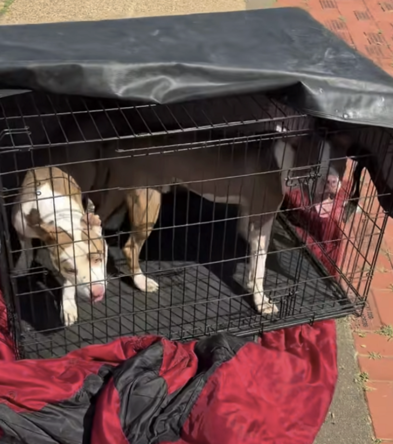Dog Walker Drops Everything When They See Covered Crate Baking In The ...