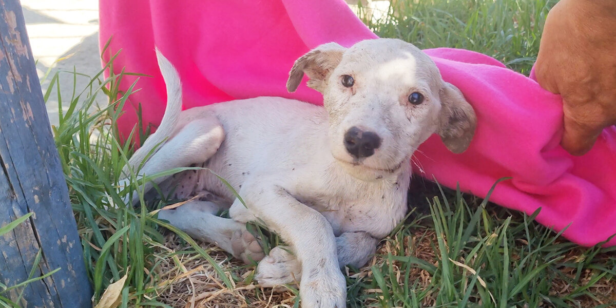 Lonely Puppy Who Wasn't Moving Slowly Comes Back To Life - Videos - The ...