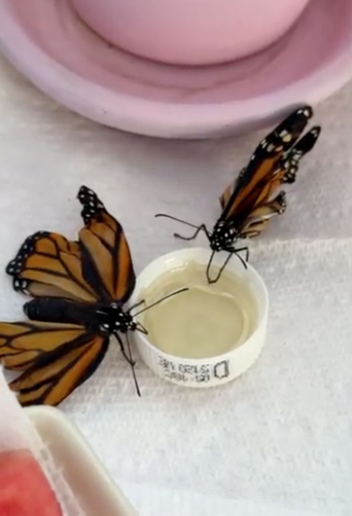 Butterflies With Broken Wings Experience 'Flying' With Some Help From A ...