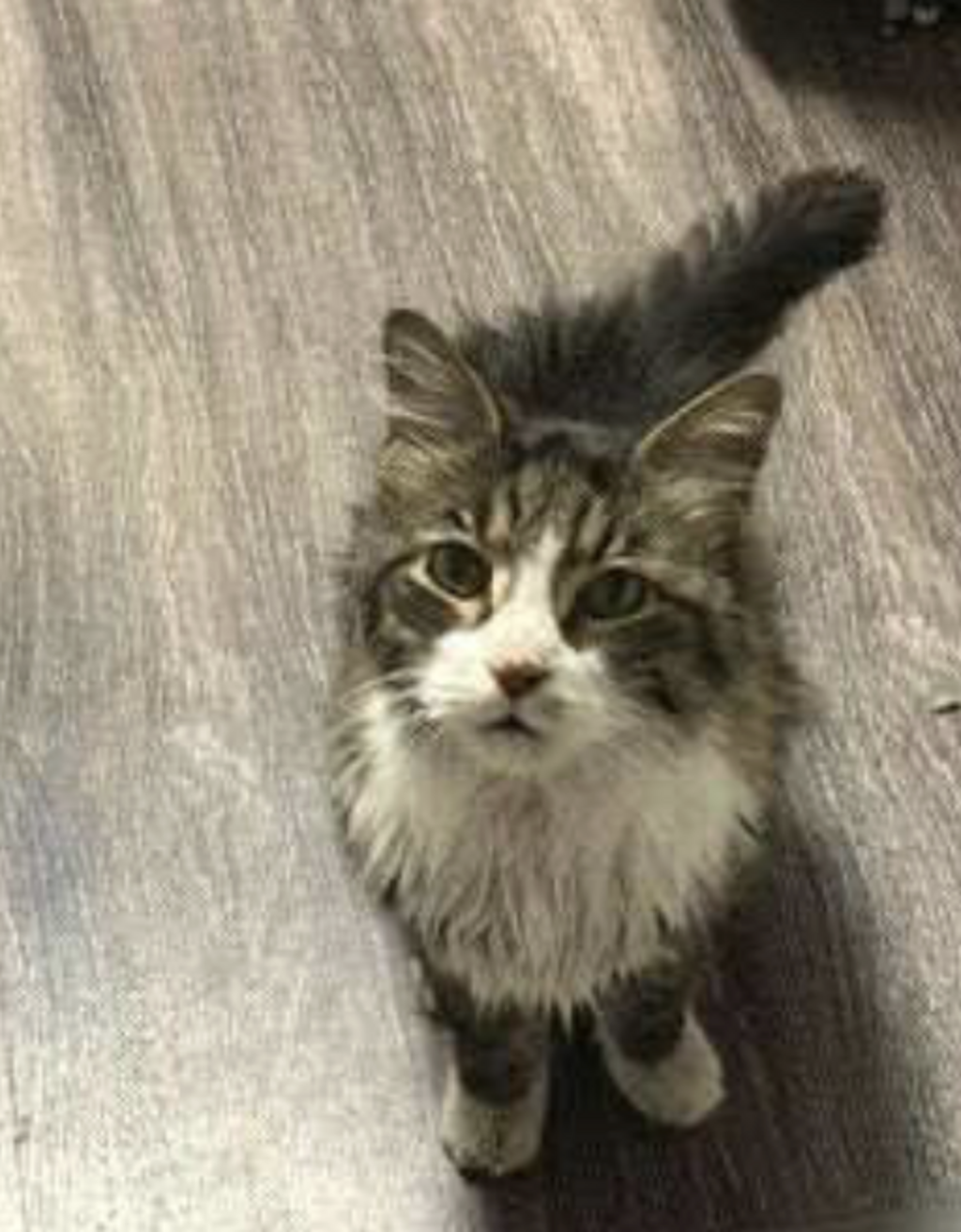 Man Finds Scared Stray Under Amazon Truck — And Gasps When He Scans Cat's Microchip - The Dodo