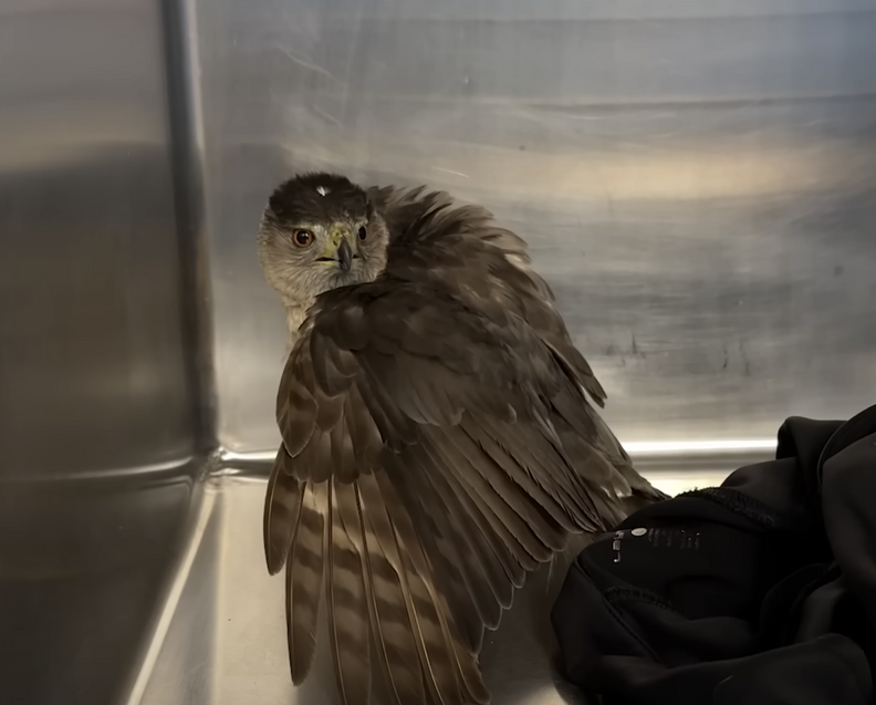 Woman Sees 'Dead' Hawk By Her House — Then Realizes What's Actually ...