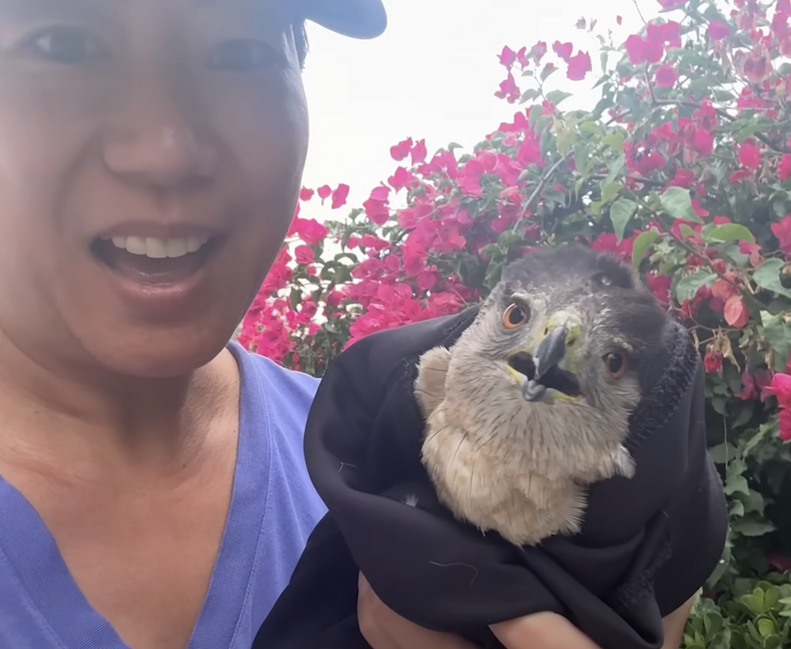 Woman Sees 'Dead' Hawk By Her House — Then Realizes What's Actually ...