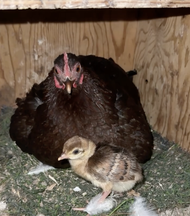 Mother Hen Raises a Giant Baby, Never Realizing She’s Different - The Dodo