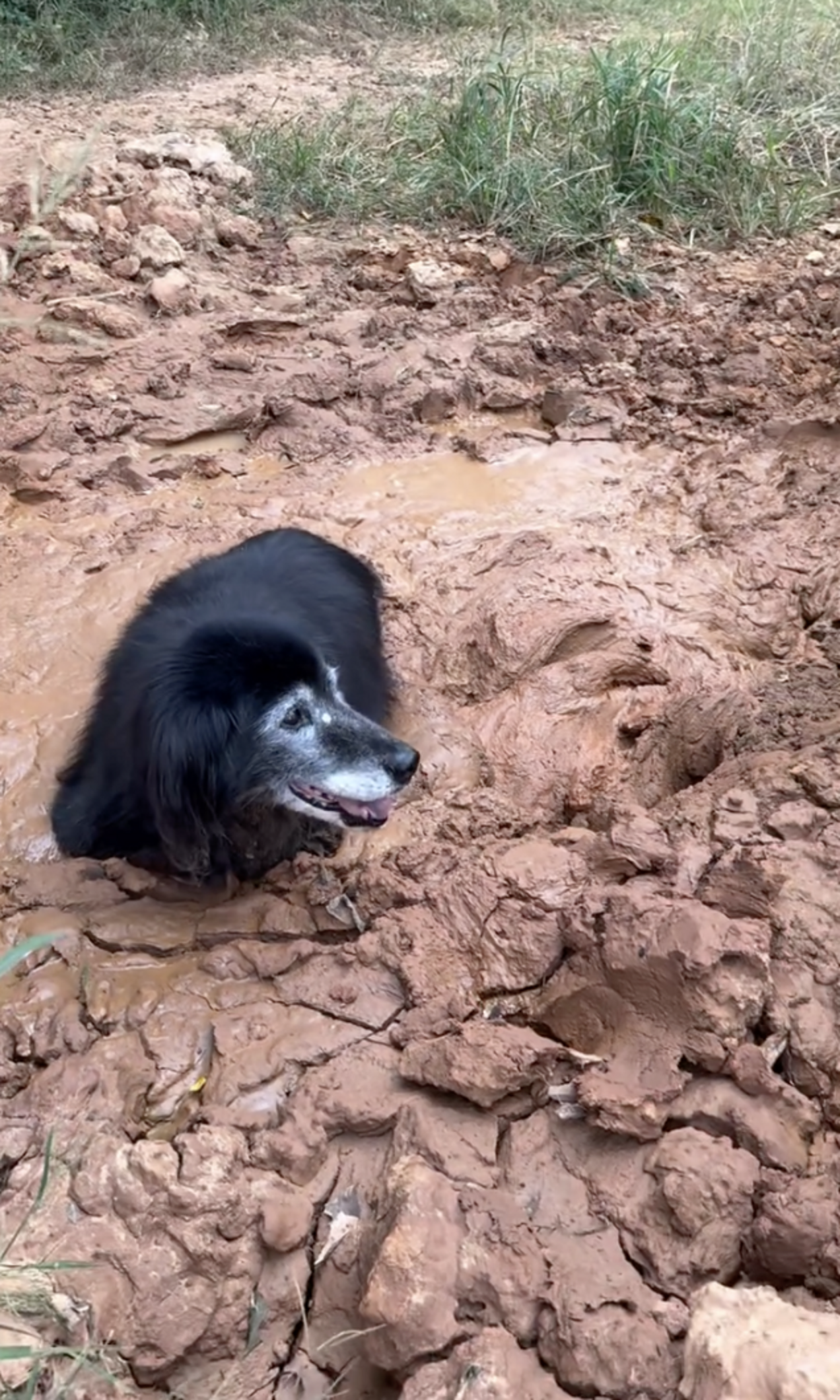 Elderly Dog Spends Hours Sinking In Mud — Until A Hero Finds Him ...