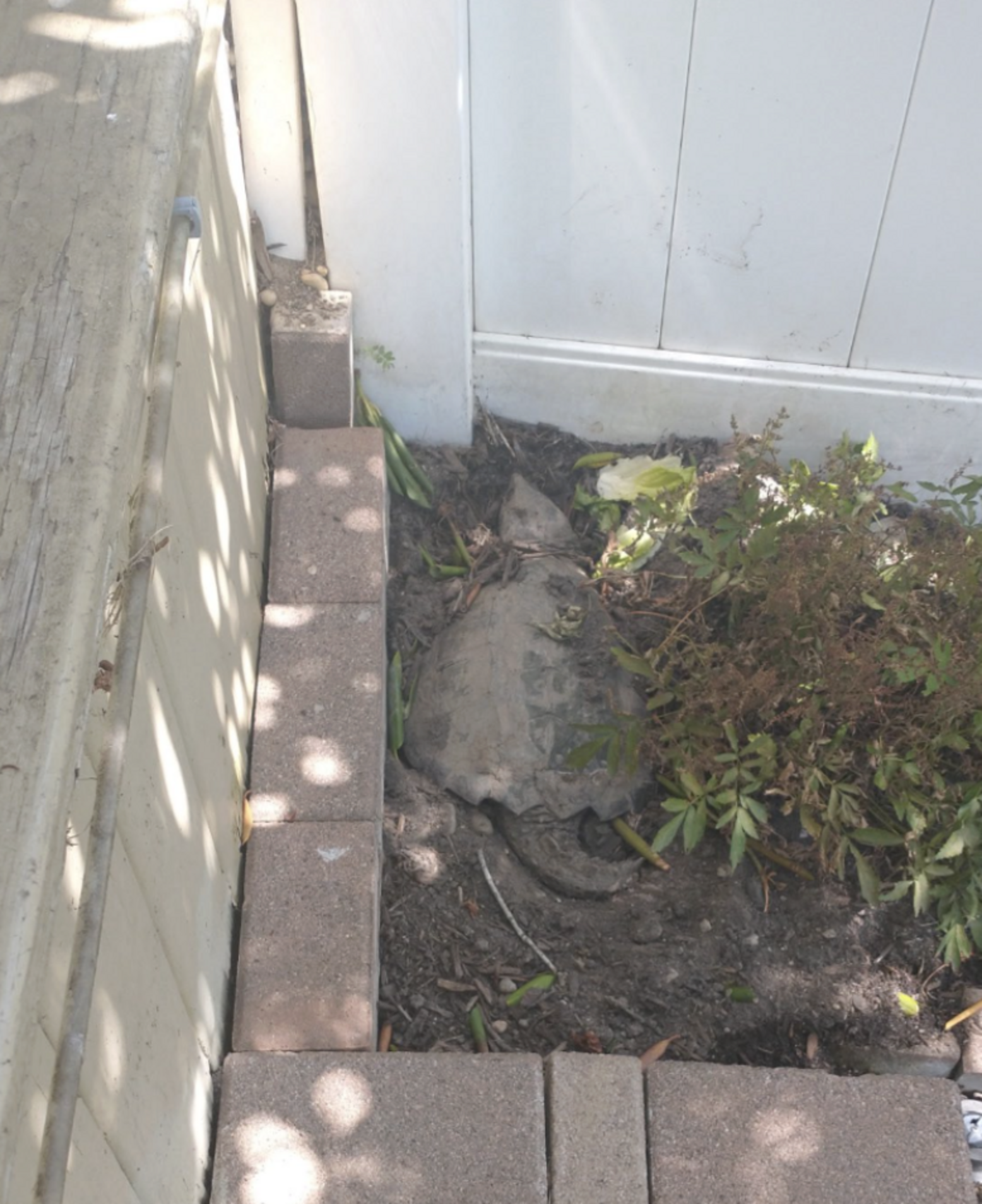 Woman Looks In Her Garden And Locks Eyes With Huge Animal Buried In ...