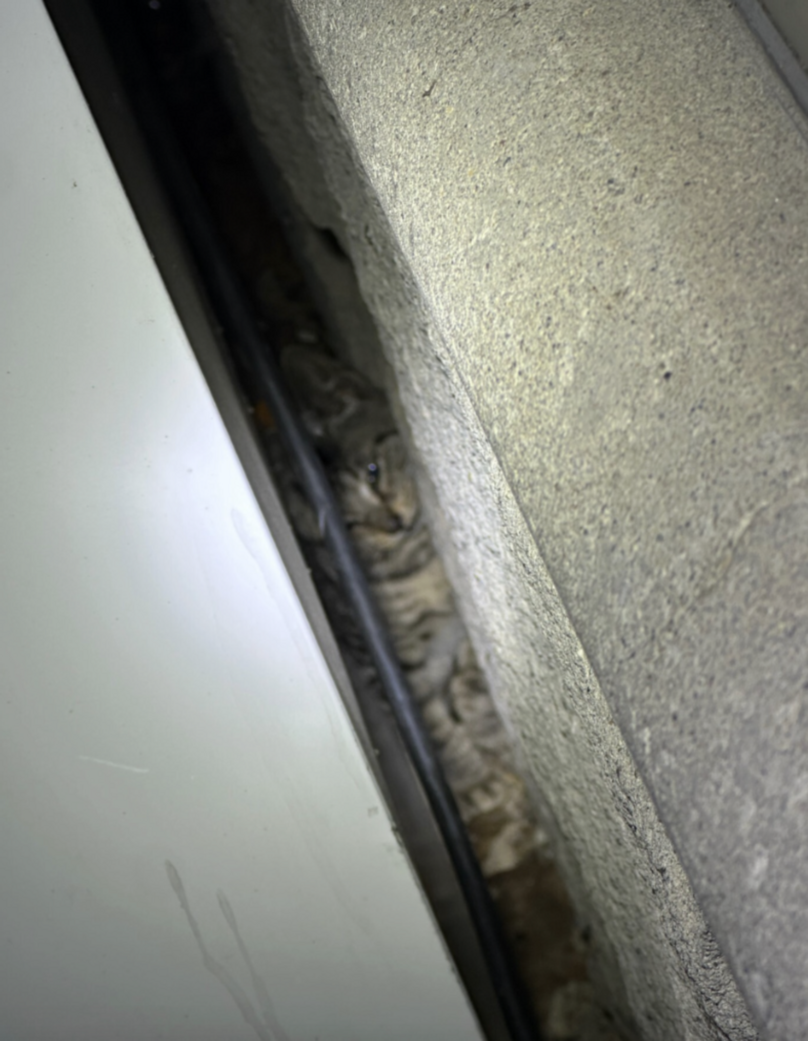 Officers Rush To Move 1,000 Pounds Of Ice To Save Baby Animal Trapped ...