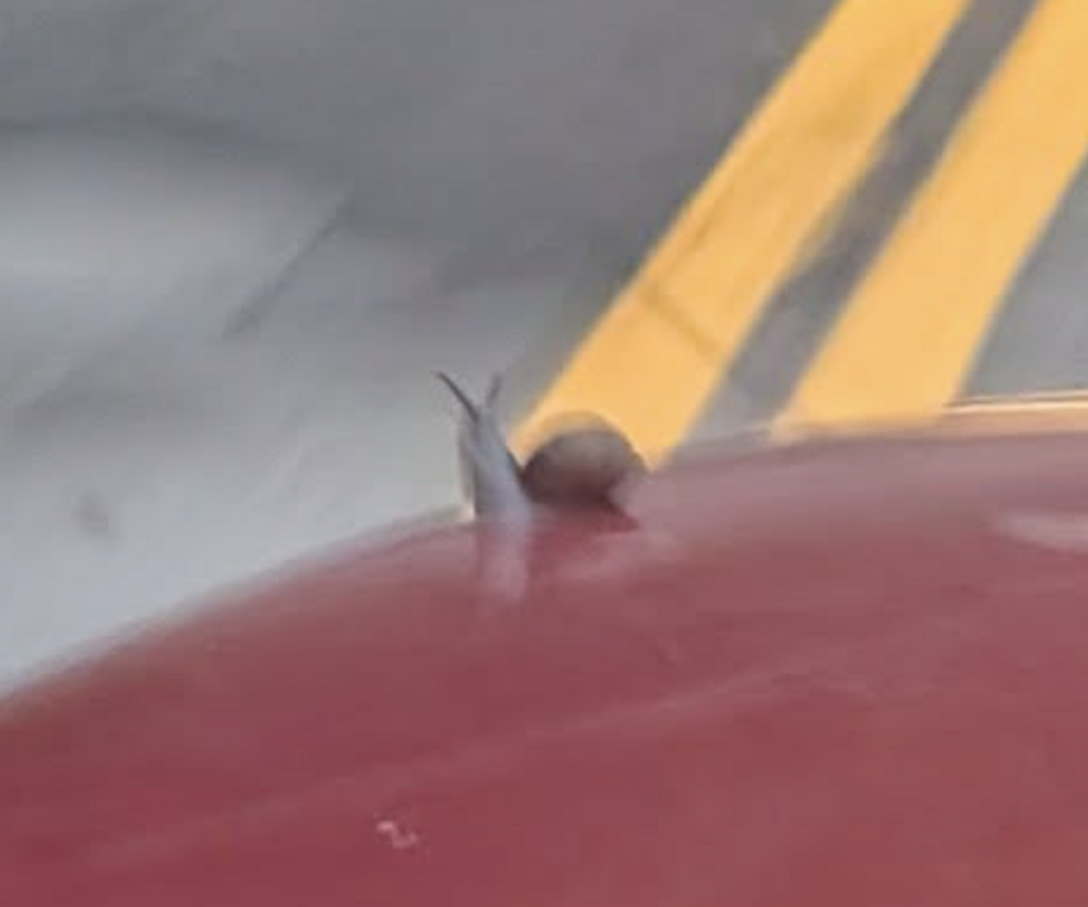 Driver Spots A 'Leaf' On His Hood — Then Sees It's Someone Tiny Along ...