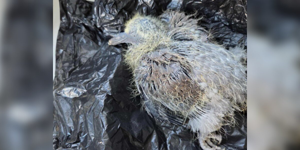 Dog-Walker Spots Freezing Baby And Saves His Life With A Poop Bag - The ...