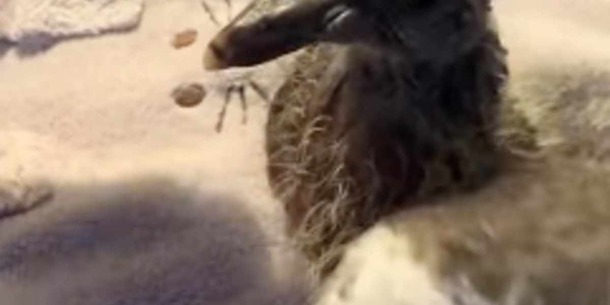 WATCH: Dog-Walker Spots Freezing Baby And Saves His Life With A Poop ...