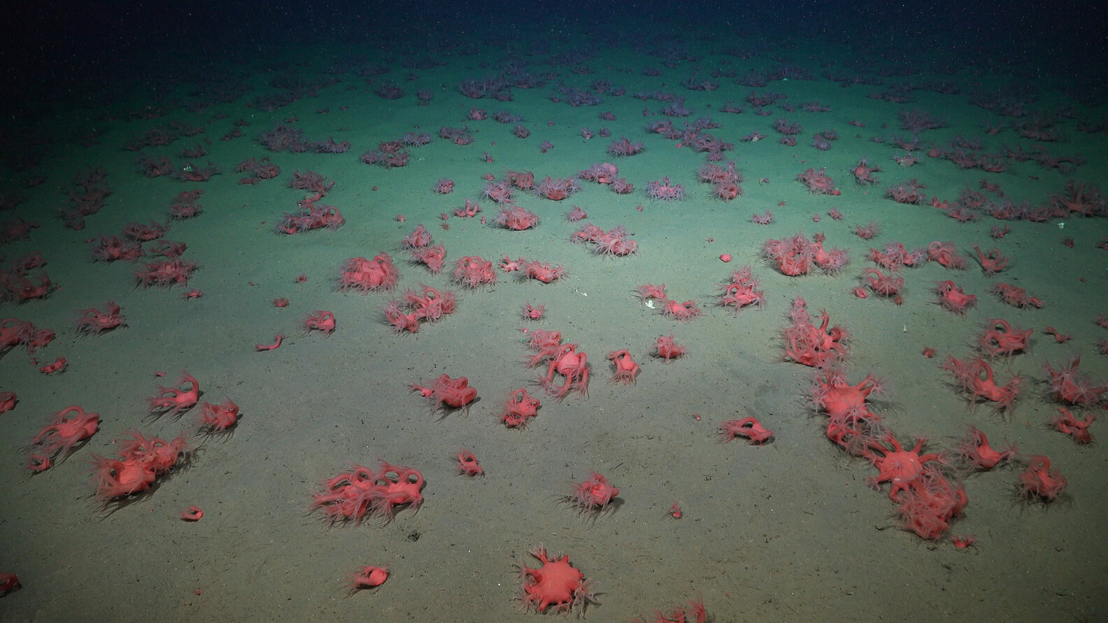 Scientists Find Rare 'Barbie-Pink' Animal Living In Deep Underwater ...