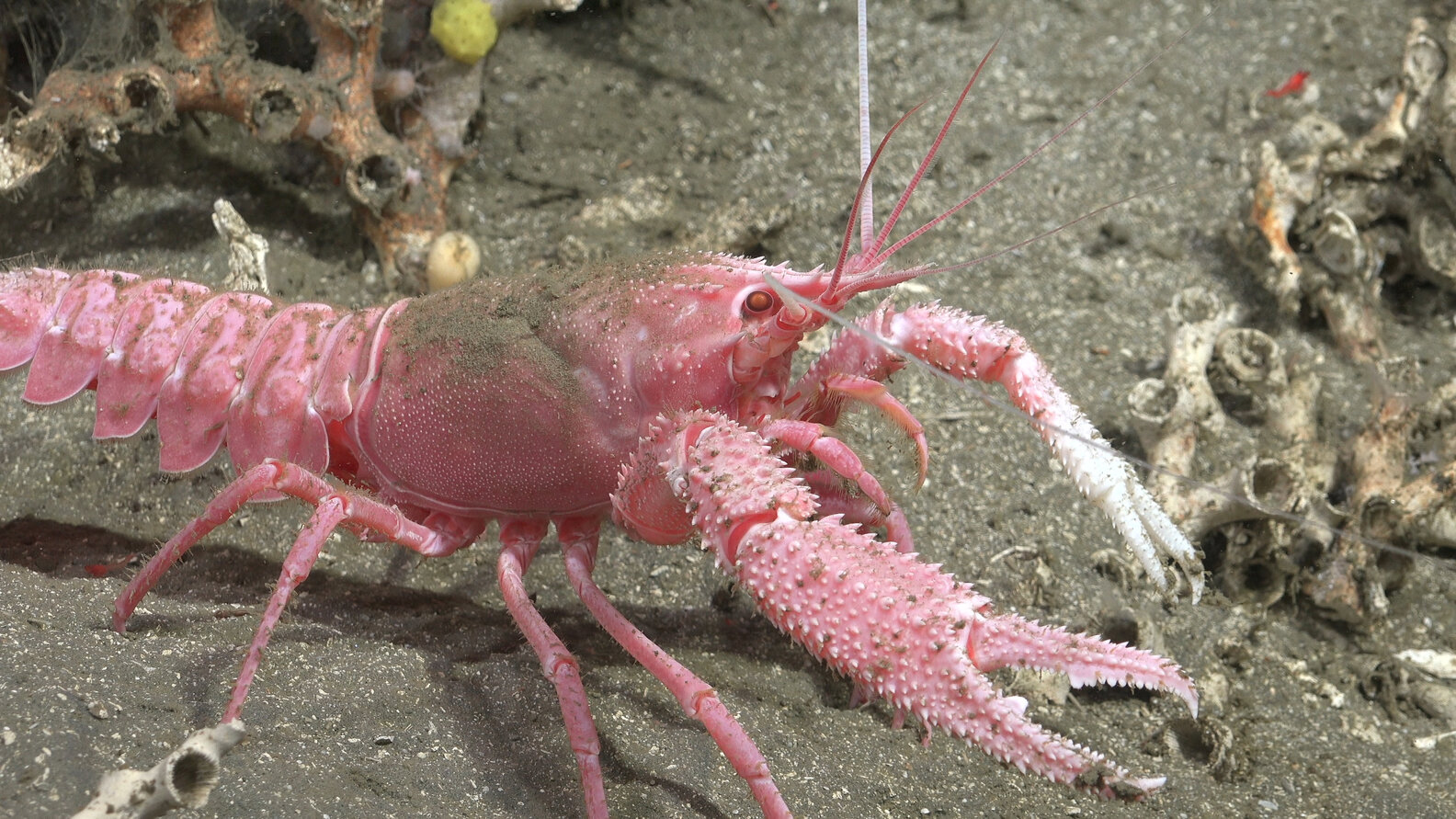 Scientists Find Rare 'Barbie-Pink' Animal Living In Deep Underwater ...