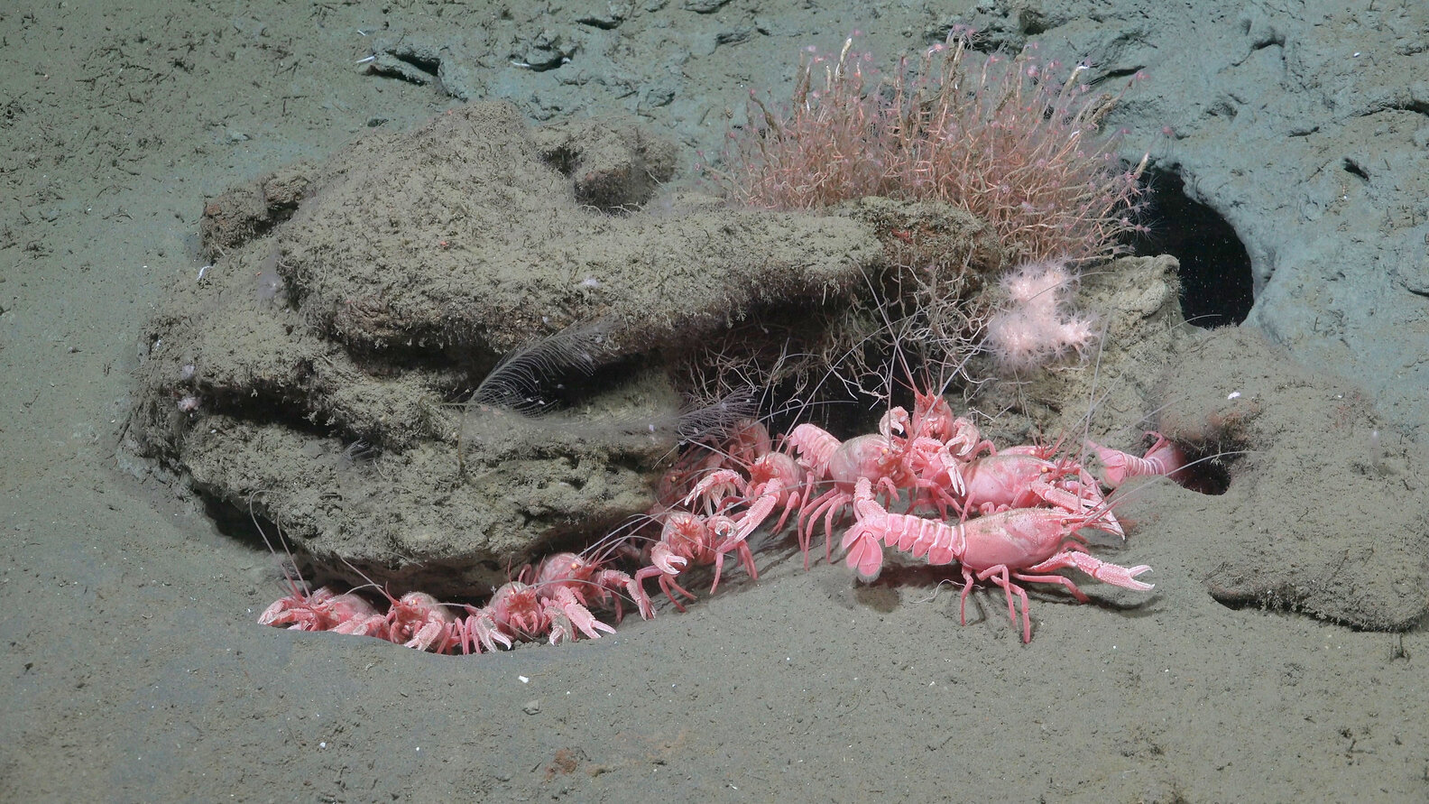 Scientists Find Rare 'Barbie-Pink' Animal Living In Deep Underwater ...