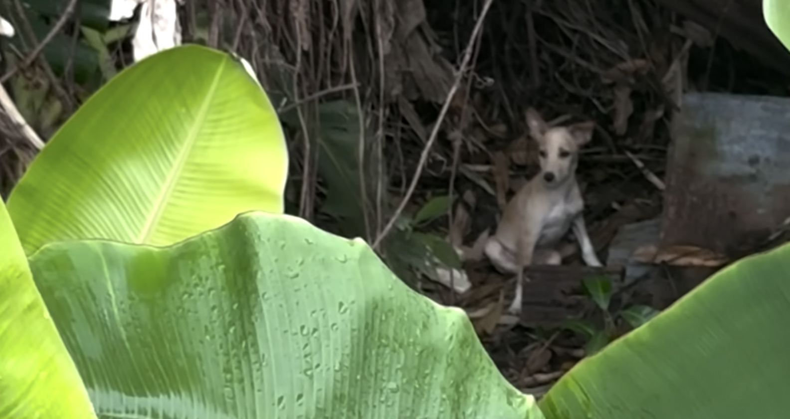 Three-Legged Baby Struggling To Survive Alone In Jungle Needed A ...