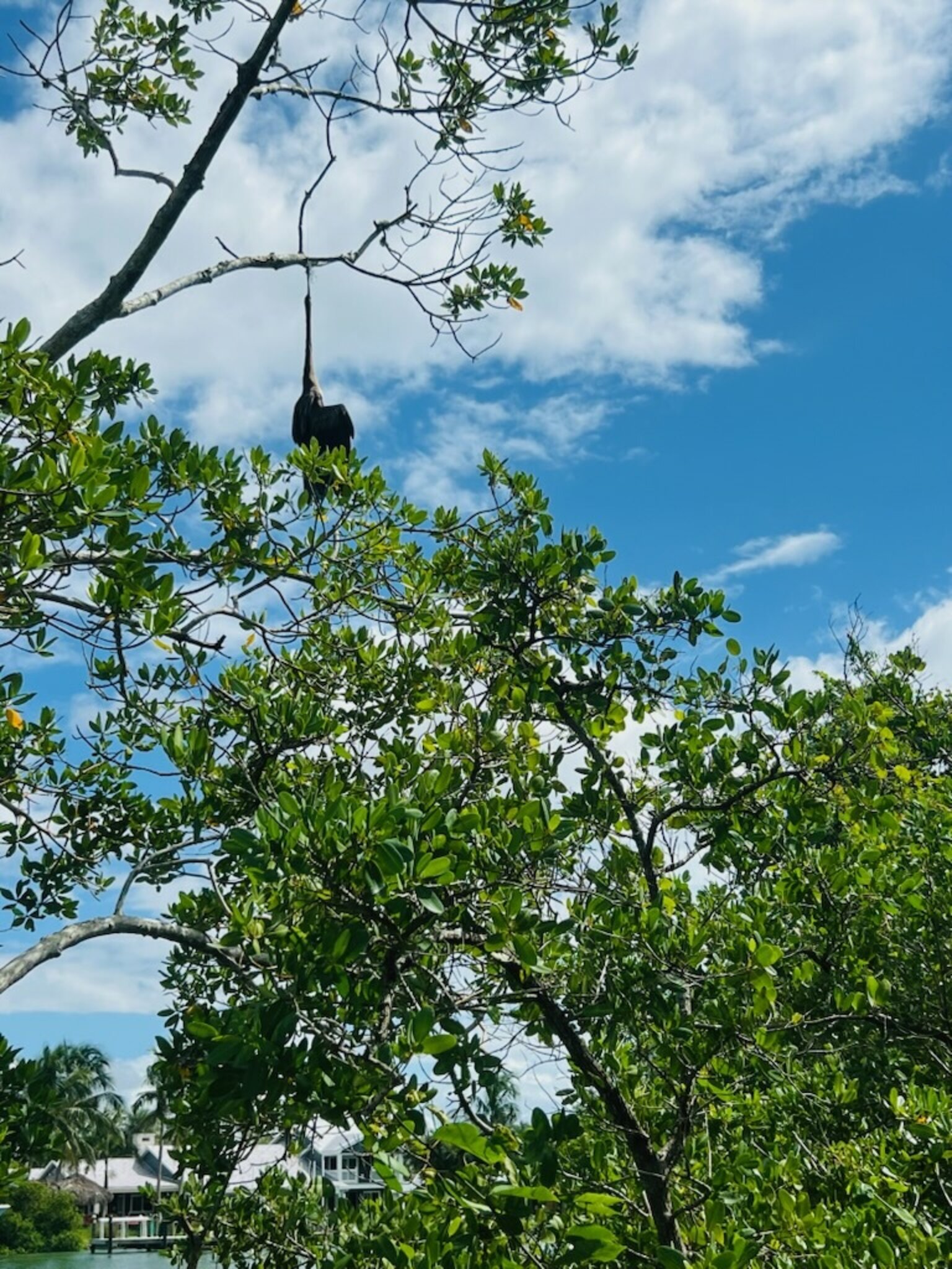 Boater Spots Something Tangled In Mangrove Tree And Ends Up Saving A ...