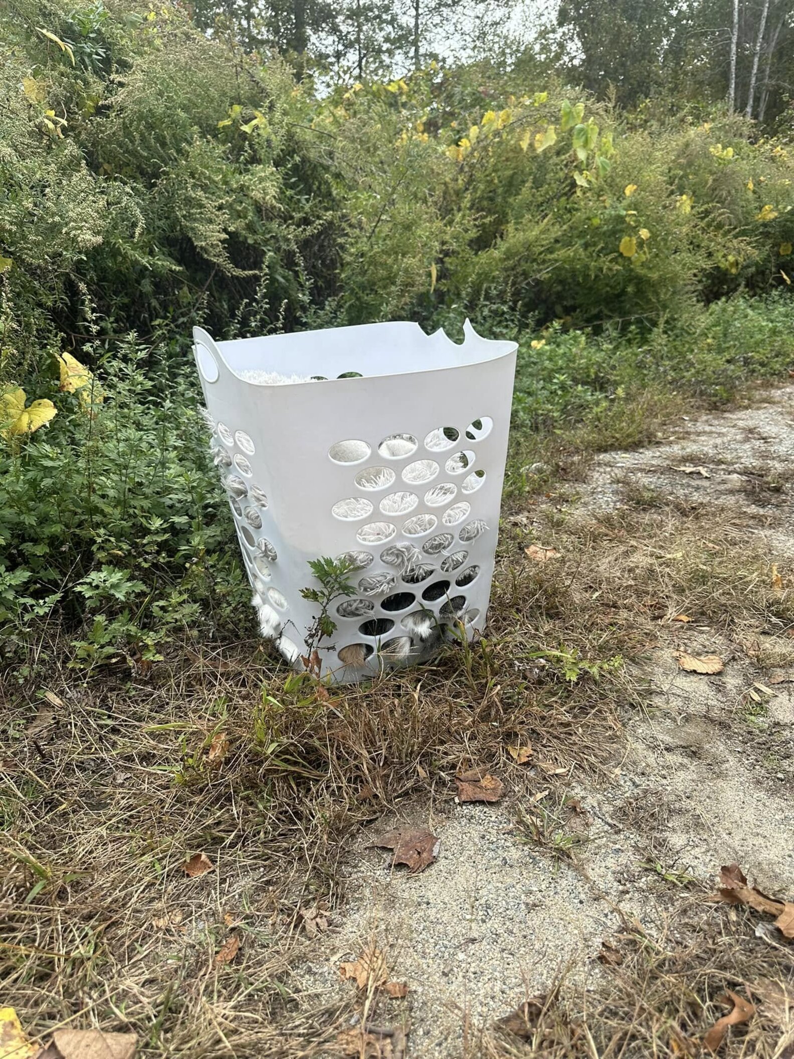 Driver Notices Laundry Basket On Side Of Road — Then Sees A Nose Pop ...