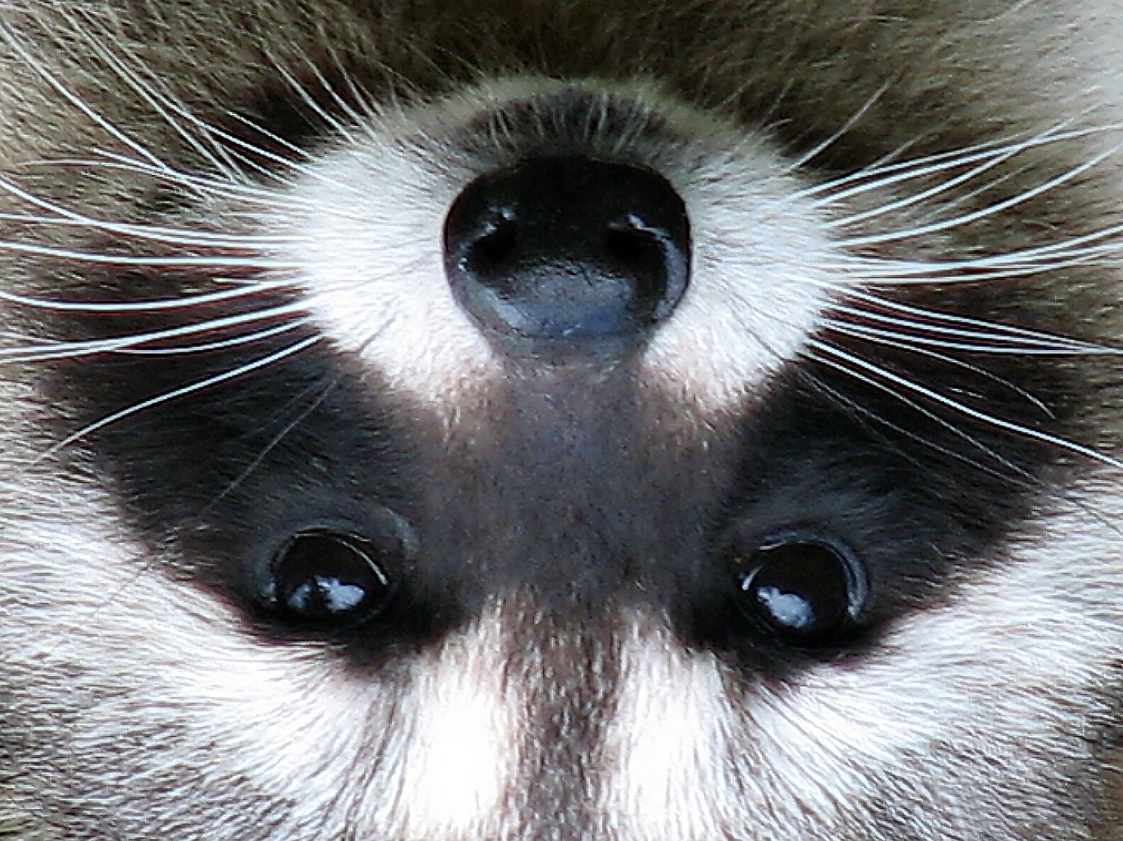 Homeowner Wakes Up To Find A Chubby Animal Dangling From The Ceiling ...