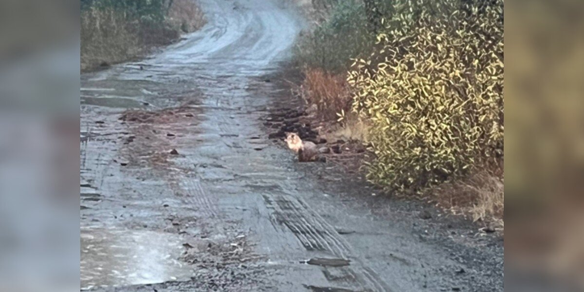 Driver Pulls Over When He Sees Muddy Little Animal On Side Of Mountain ...