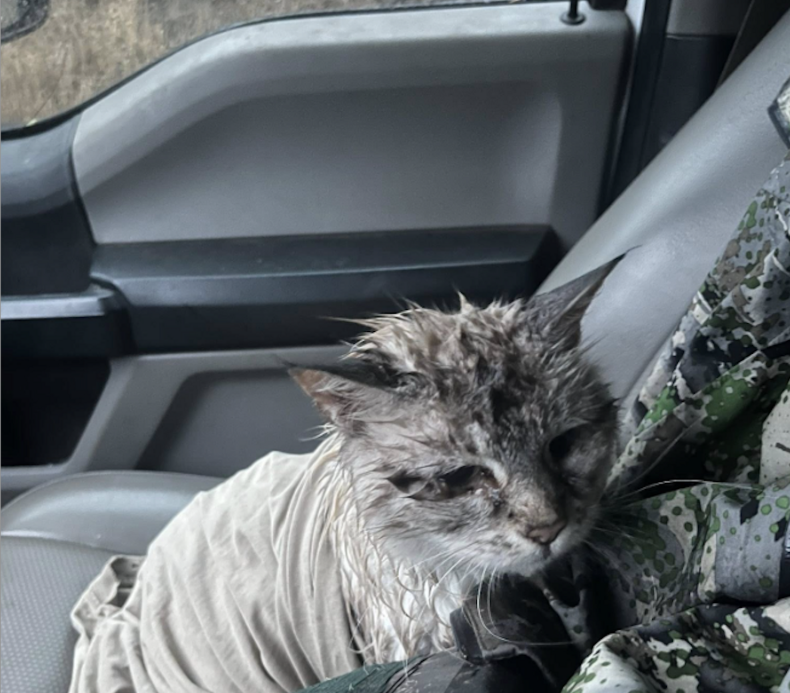 Driver Pulls Over When He Sees Muddy Little Animal On Side Of Mountain ...