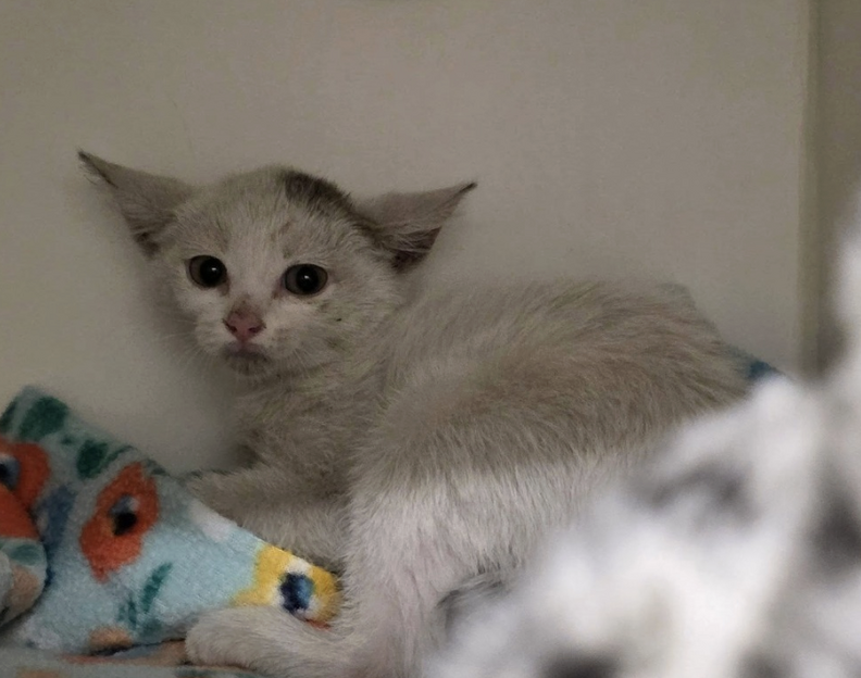 【海外】高速道路の鋪装に現れた白い点、実は危険にさらされた小さなふわふわボール！ - Faddist! -海外の楽しいニュースを紹介しています-