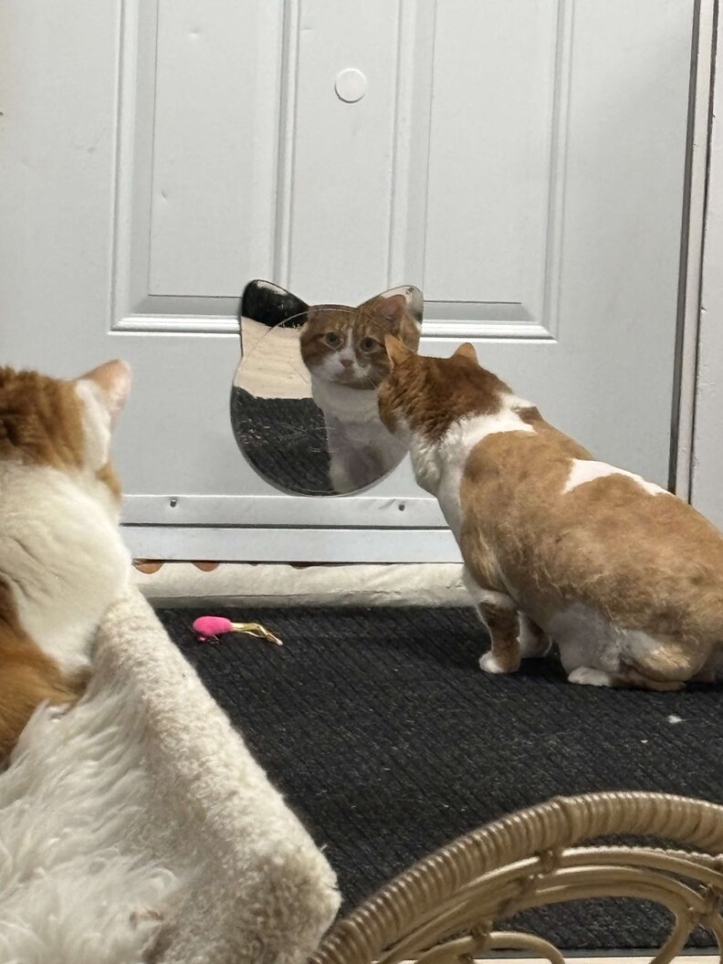 Extremely Matted Cat Living In Basement Is Completely Unrecognizable ...