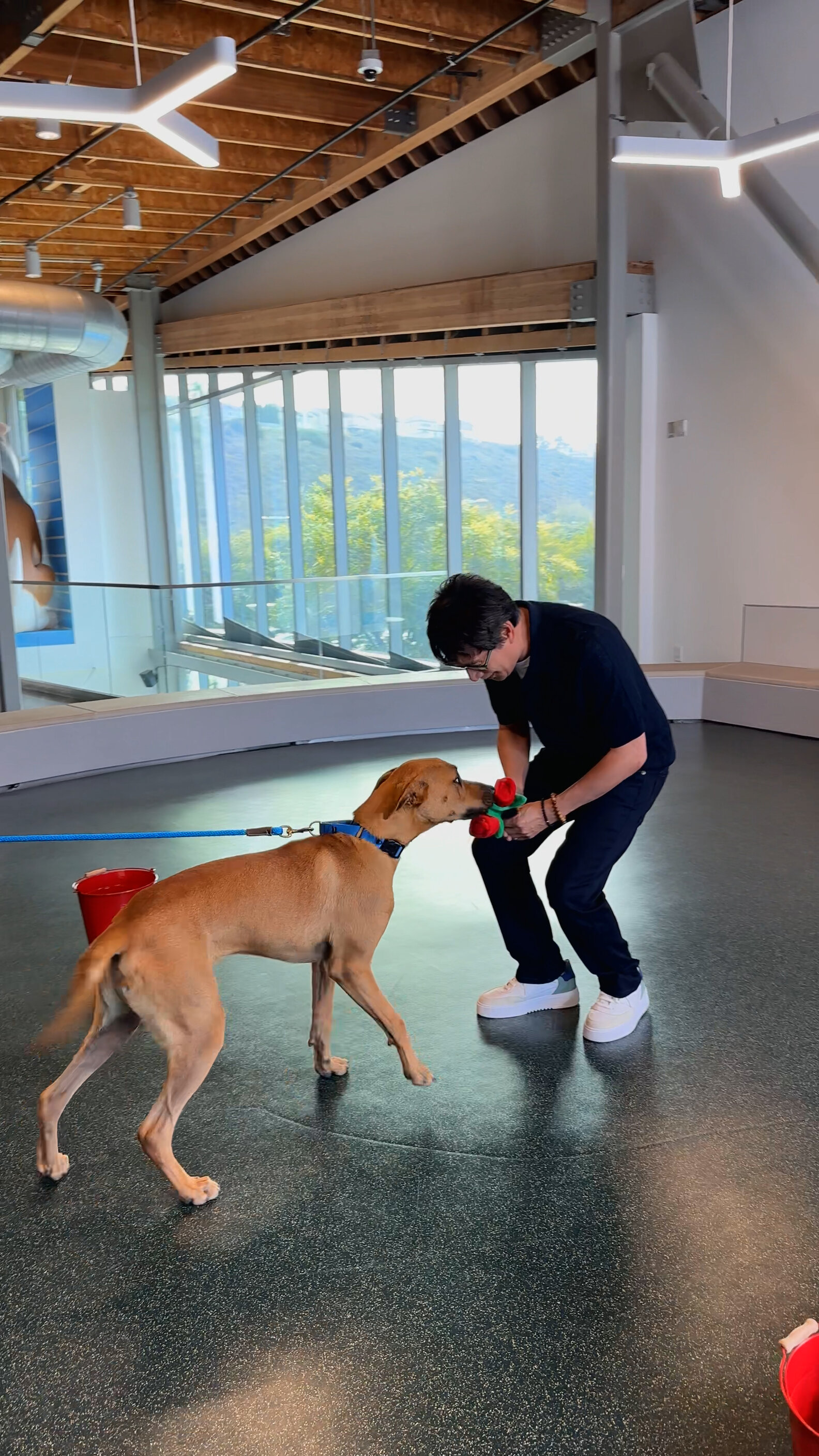 Ke Huy Quan Goes On A Dream Date With A Dog — And A Snake - The Dodo