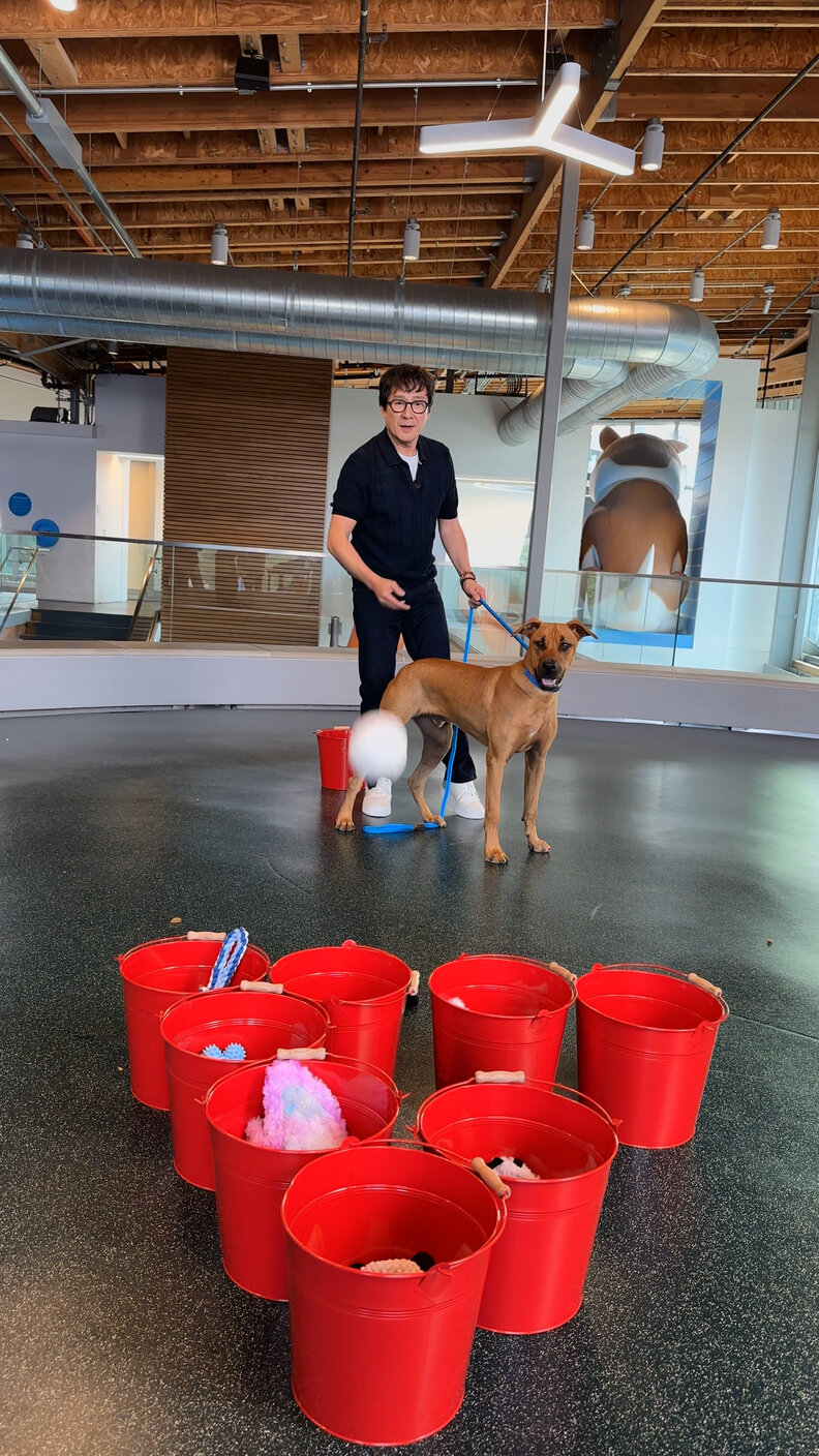 Ke Huy Quan Goes On A Dream Date With A Dog — And A Snake - The Dodo