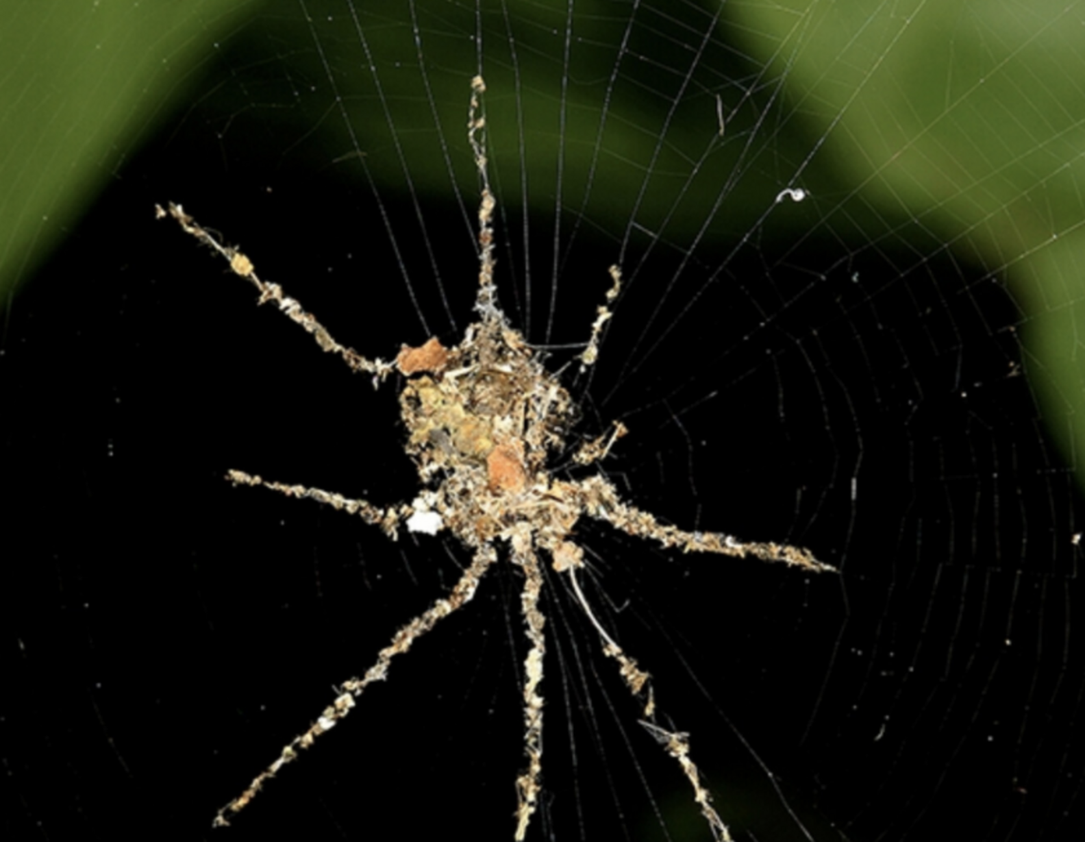 Scientists Discover Tiny Spiders Who Build Big 'Decoys' For This Clever ...