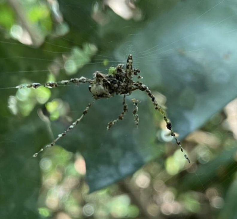 Scientists Discover Tiny Spiders Who Build Big 'Decoys' For This Clever ...