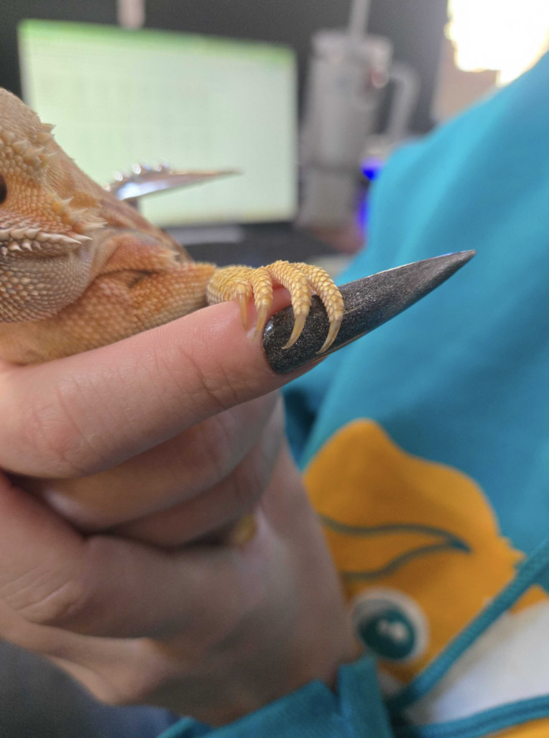 Bearded Dragon Cuddles Up To Shelter Staff — Then They Learn Sweet ...