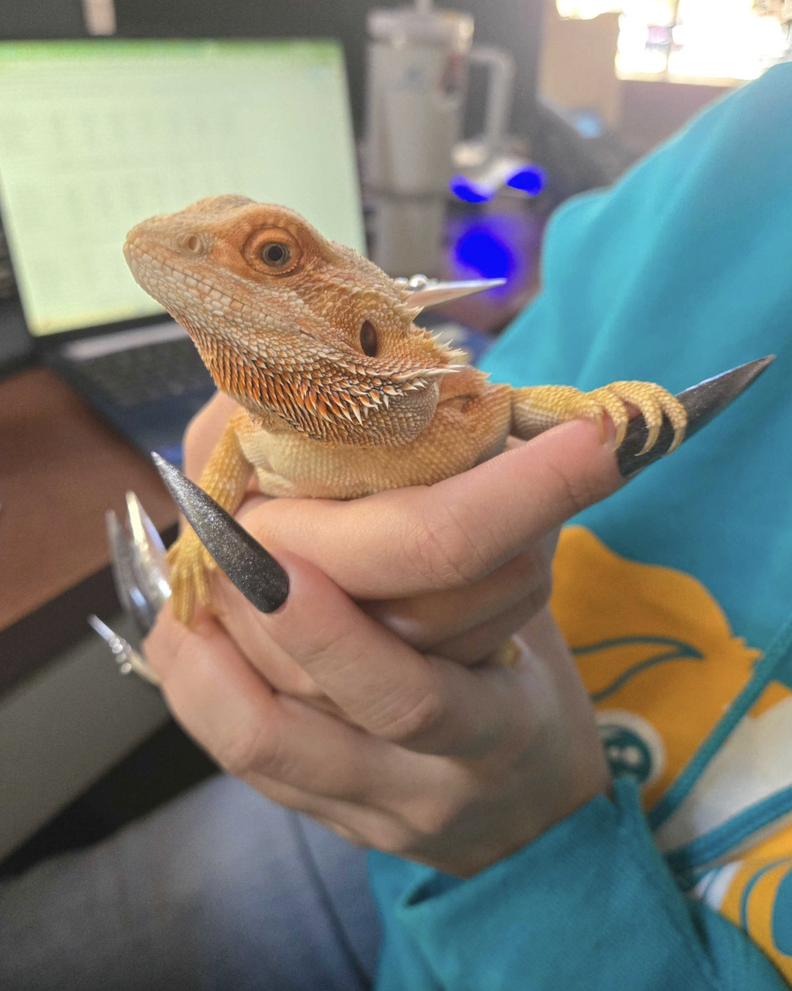 Bearded Dragon Cuddles Up To Shelter Staff — Then They Learn Sweet ...