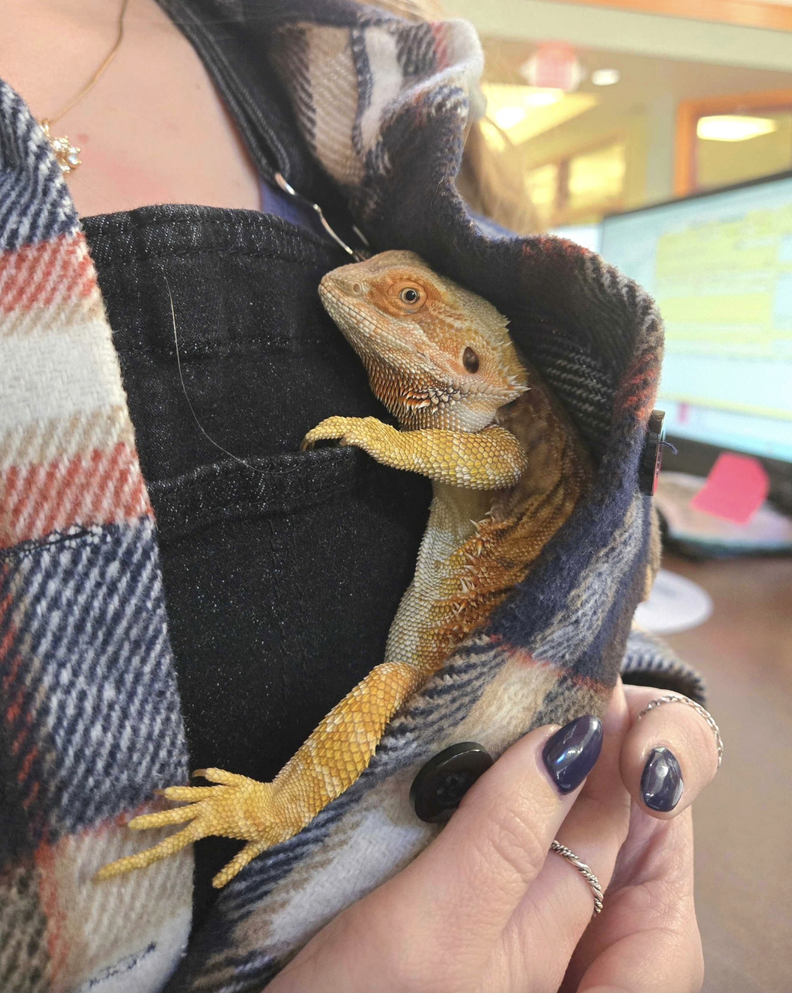 Bearded Dragon Cuddles Up To Shelter Staff — Then They Learn Sweet ...