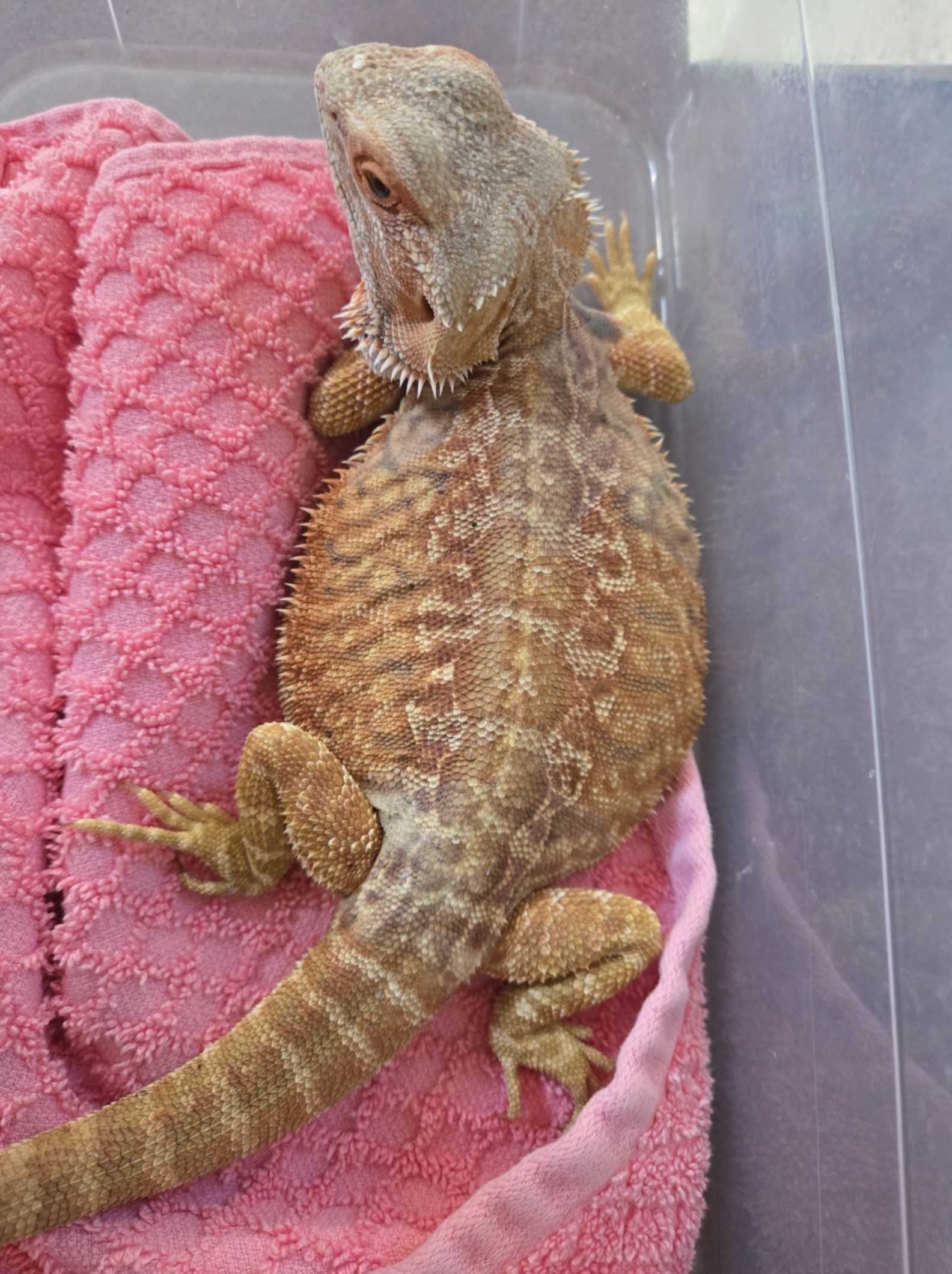 Bearded Dragon Cuddles Up To Shelter Staff — Then They Learn Sweet ...