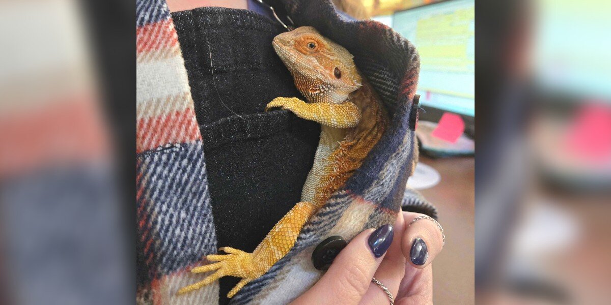 Bearded Dragon Cuddles Up To Shelter Staff — Then They Learn Sweet ...